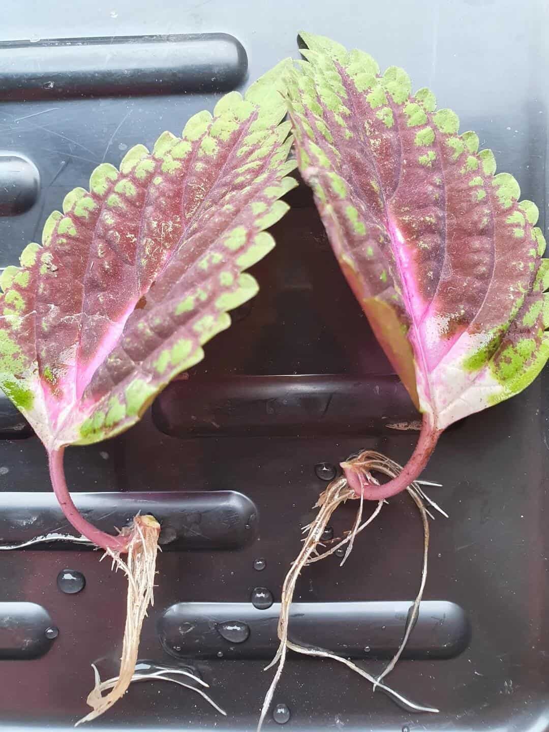 The Definitive Guide to Coleus Plant Care in Pots - Hort Zone
