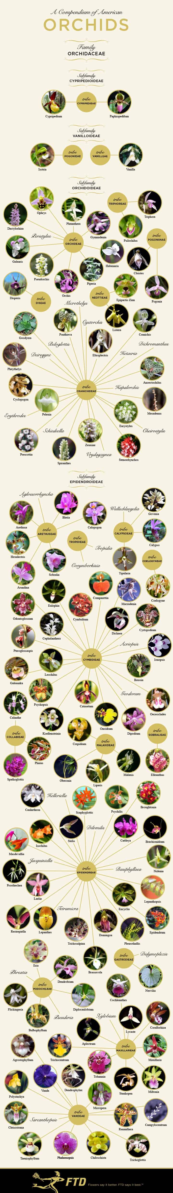 Orchid Identification Chart: How to Identify Your Orchids - Hort Zone