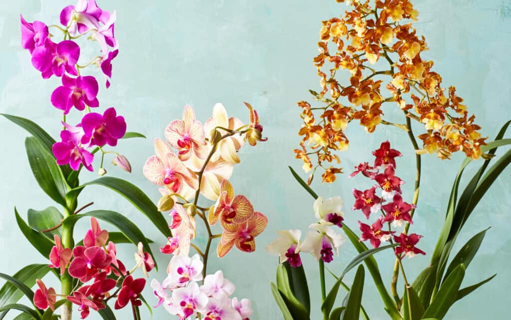 Orchid Identification Chart: How to Identify Your Orchids - Hort Zone