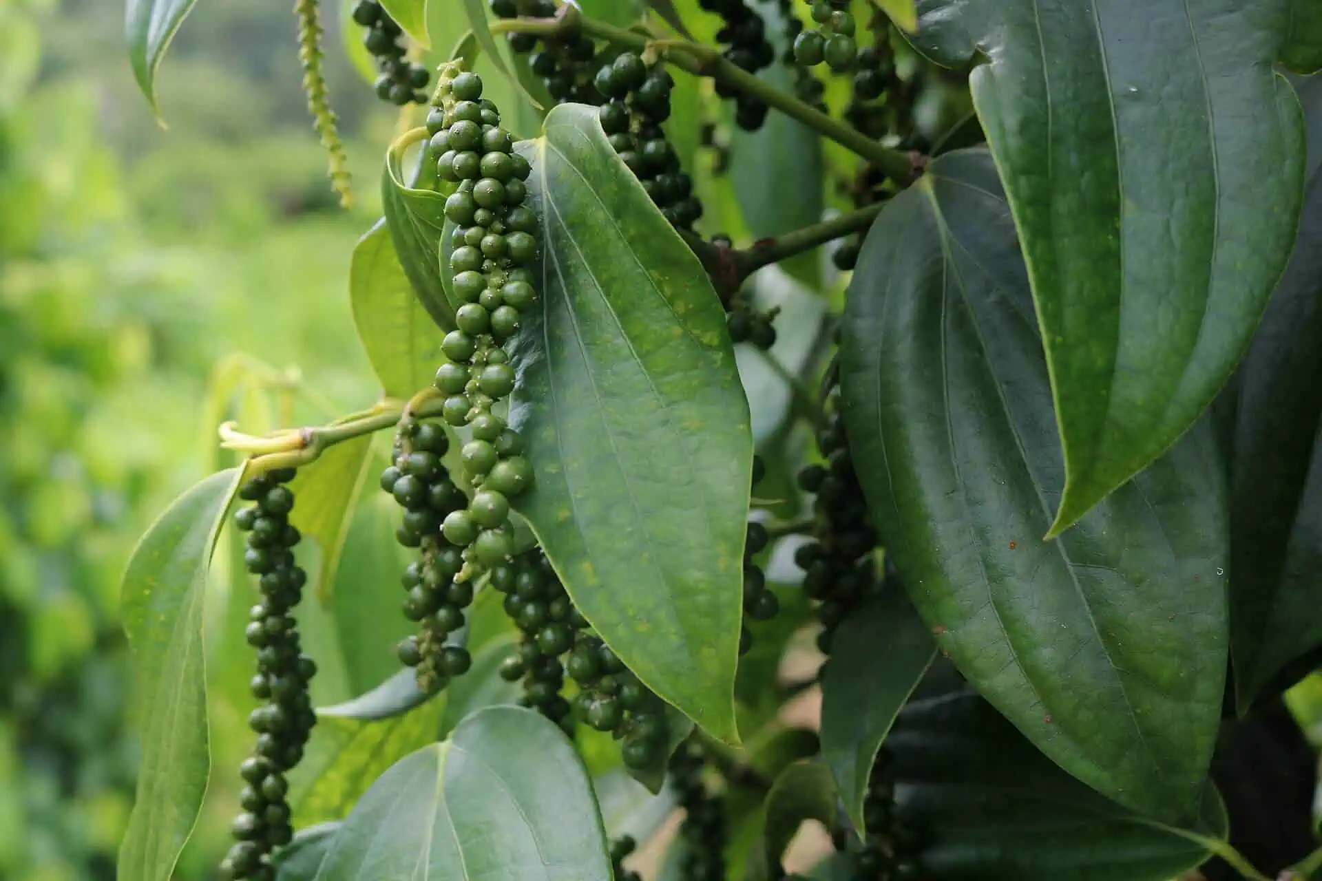 How to Grow and Care for Black Pepper Plant - Hort Zone