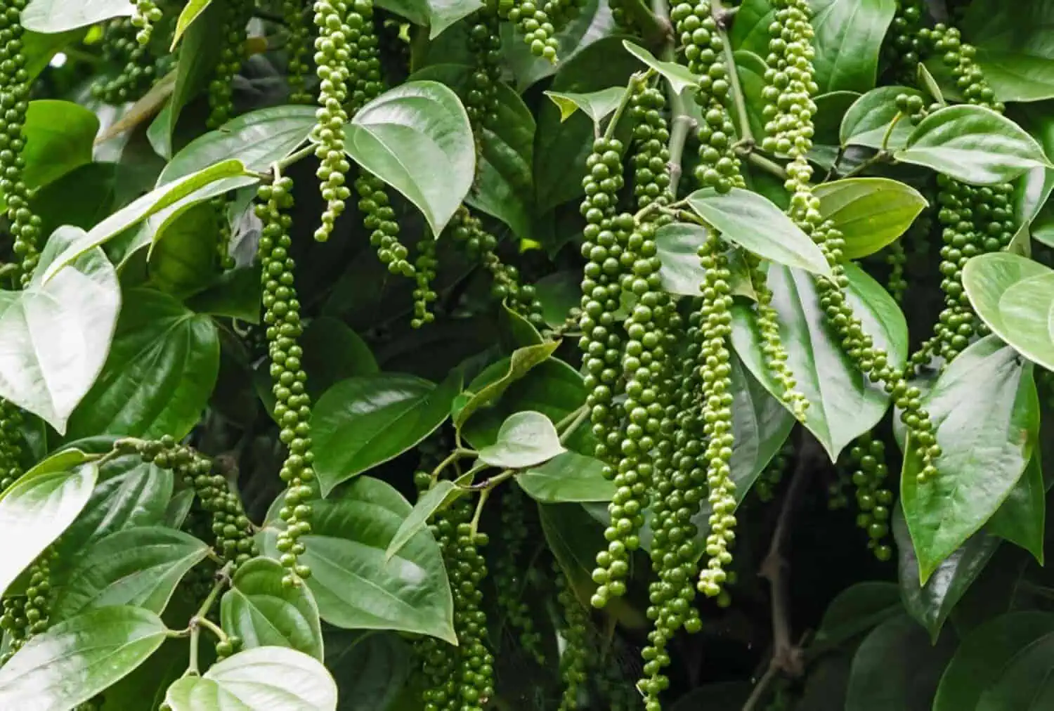 How to Grow and Care for Black Pepper Plant - Hort Zone