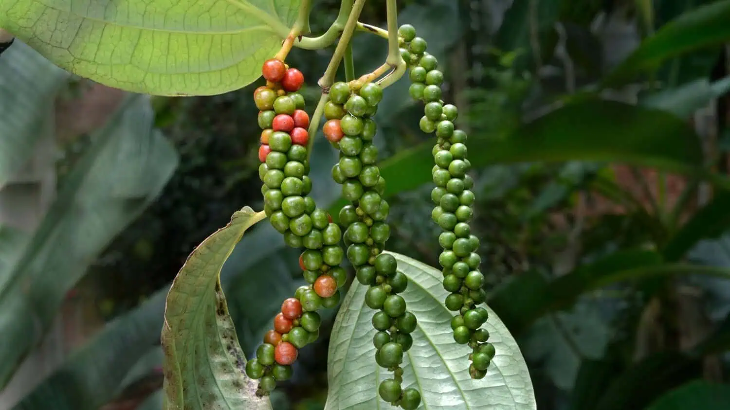 How to Grow and Care for Black Pepper Plant - Hort Zone
