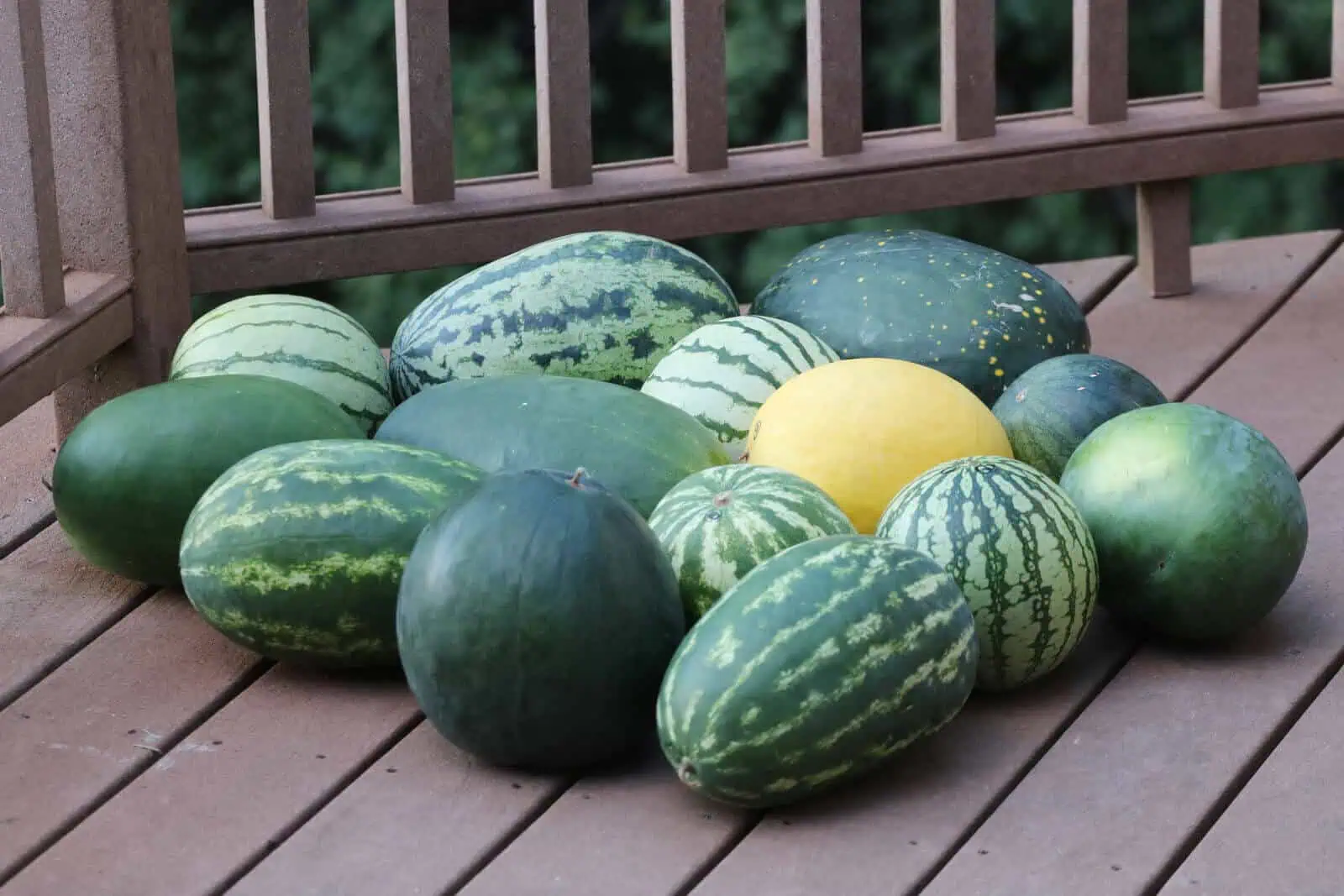 How to Grow Watermelon in Pots Vertically Step by Step - Hort Zone