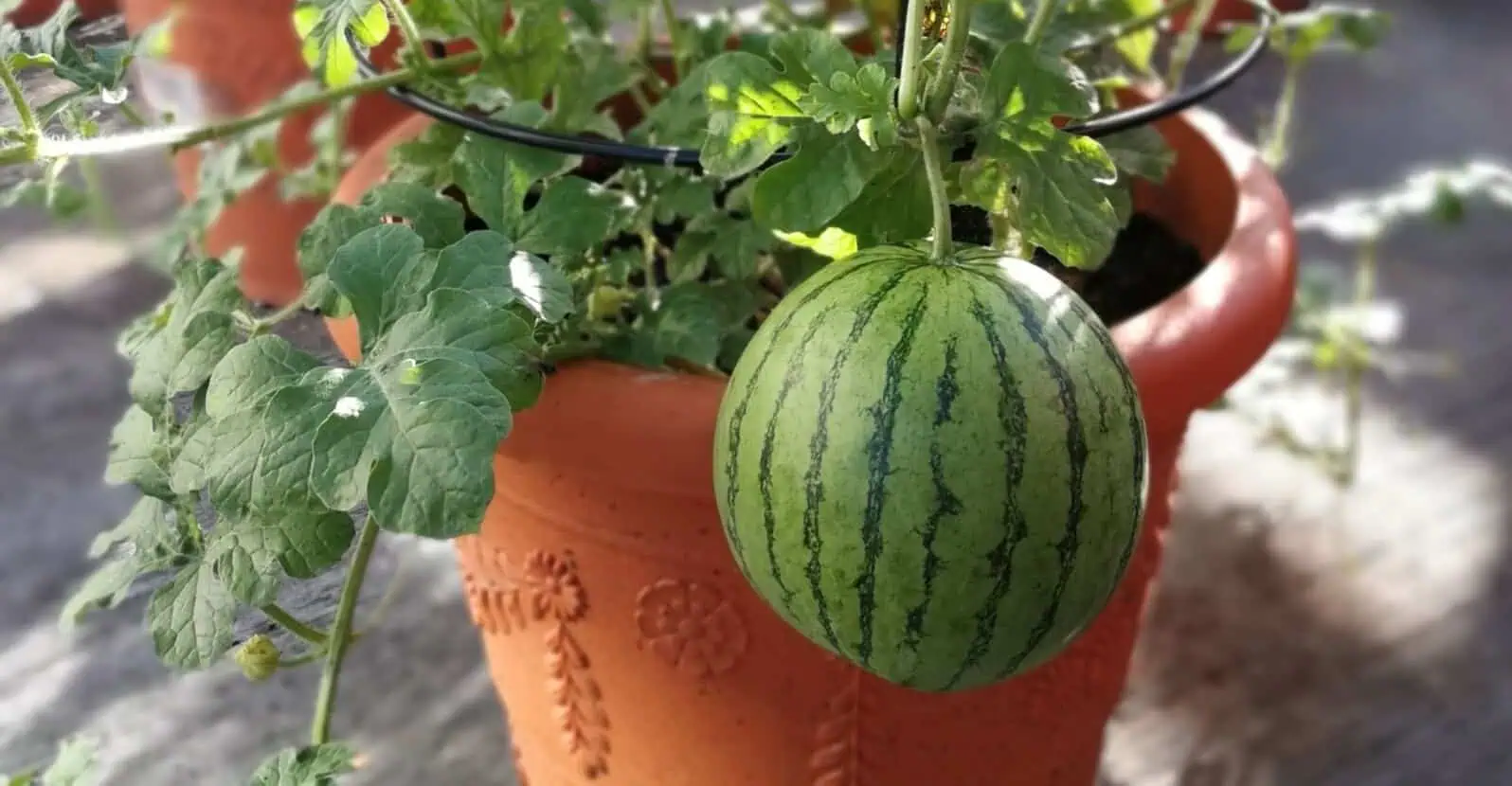 How to Grow Watermelon in Pots Vertically Step by Step - Hort Zone